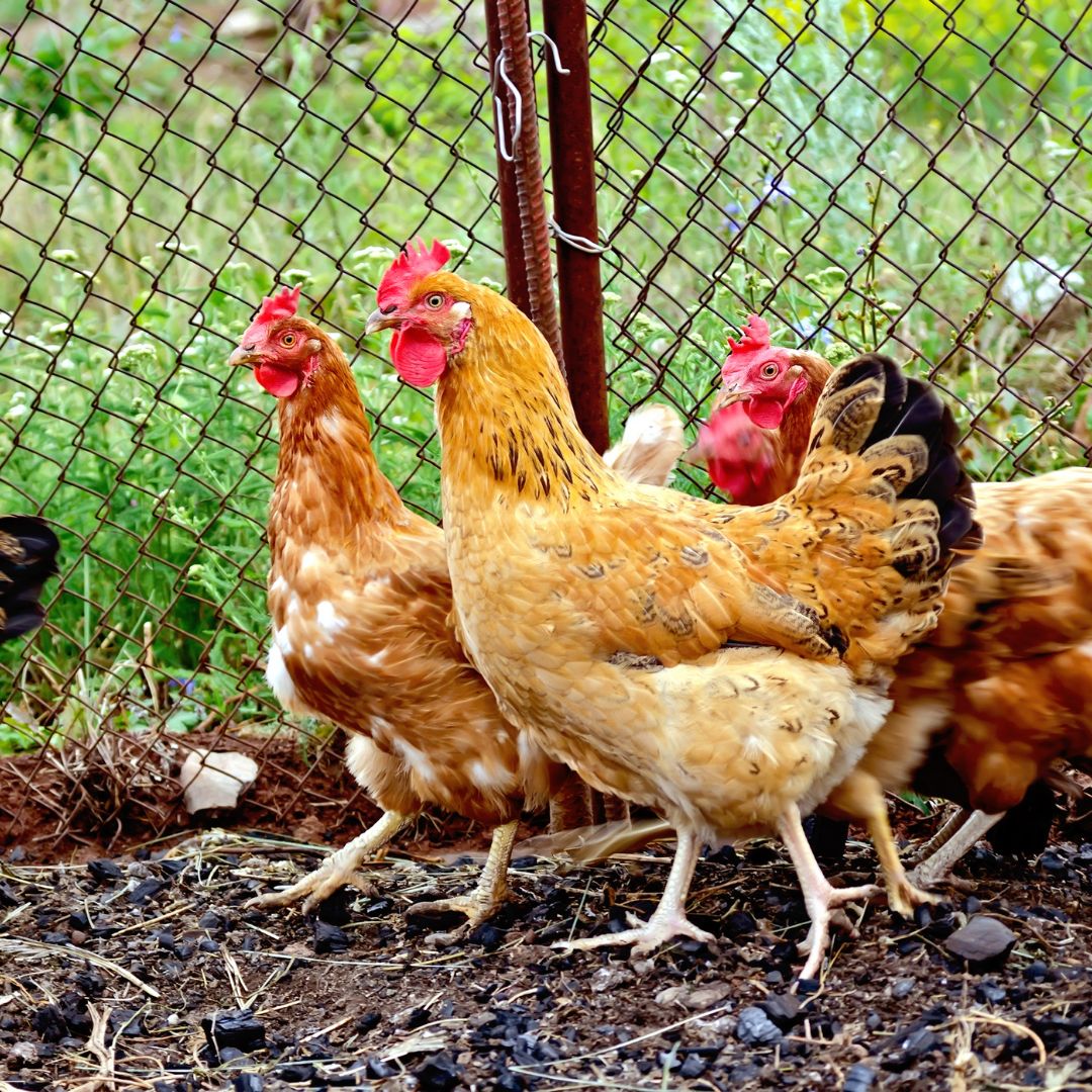 Everything You Need to Know About Chicken Mesh Fences - Sri Ganapathy ...